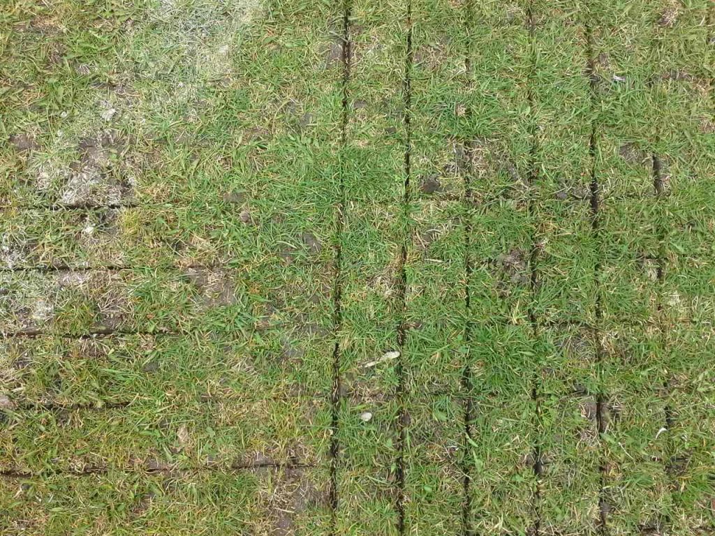 FC Petrocub Hincesti - Agrodor