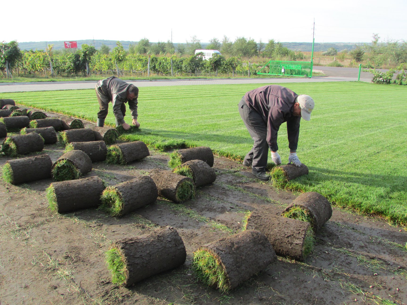 Gazon rulat - Agrodor